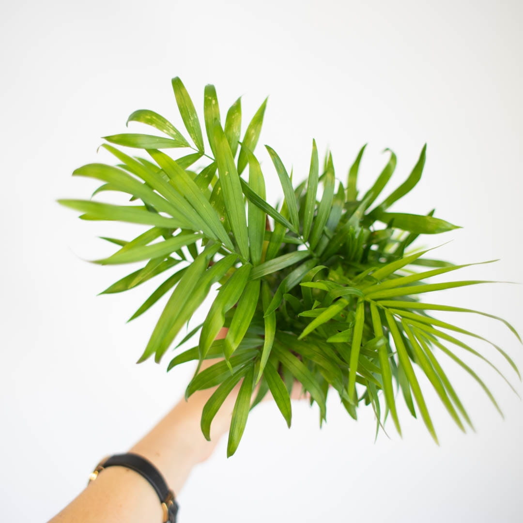 Palma Chamedora wytworna (Chamaedorea elegans) 50cm - sklep KwiatyDonice.pl