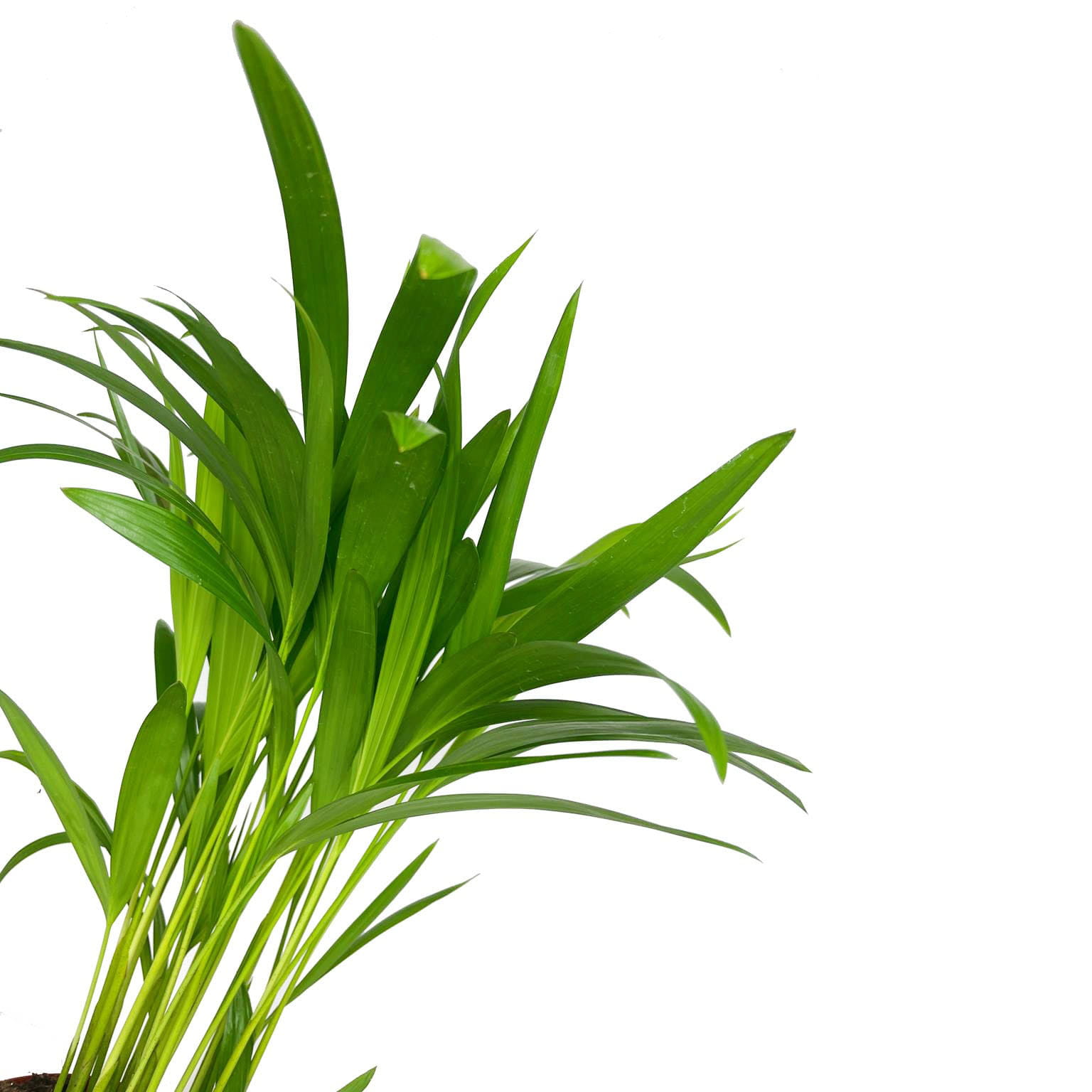 Palma Areka (Areca Dypsis) 40cm