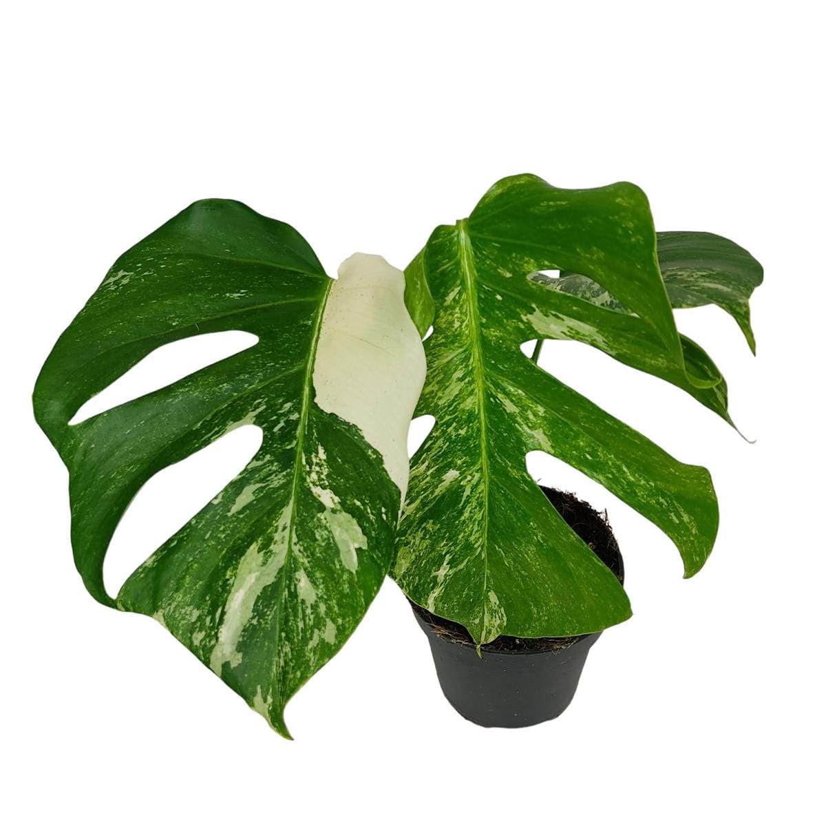Monstera Variegata
