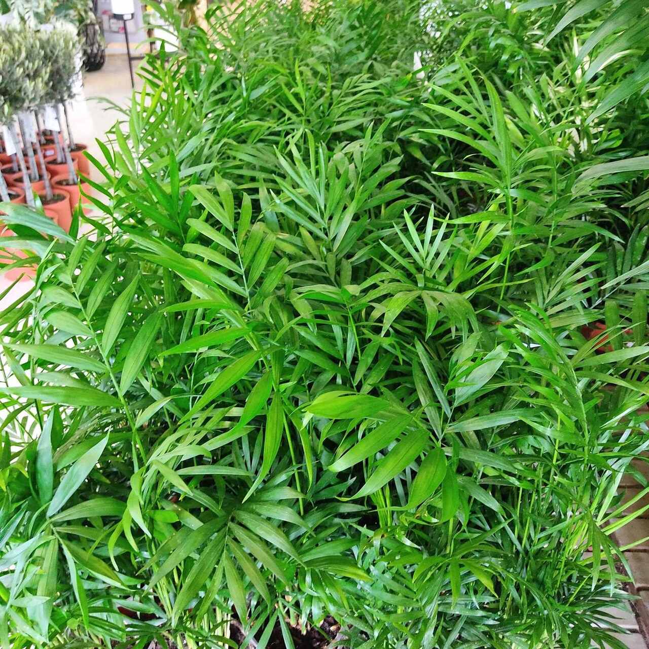 Palma Chamedora wytworna (Chamaedorea elegans) 50cm - sklep KwiatyDonice.pl