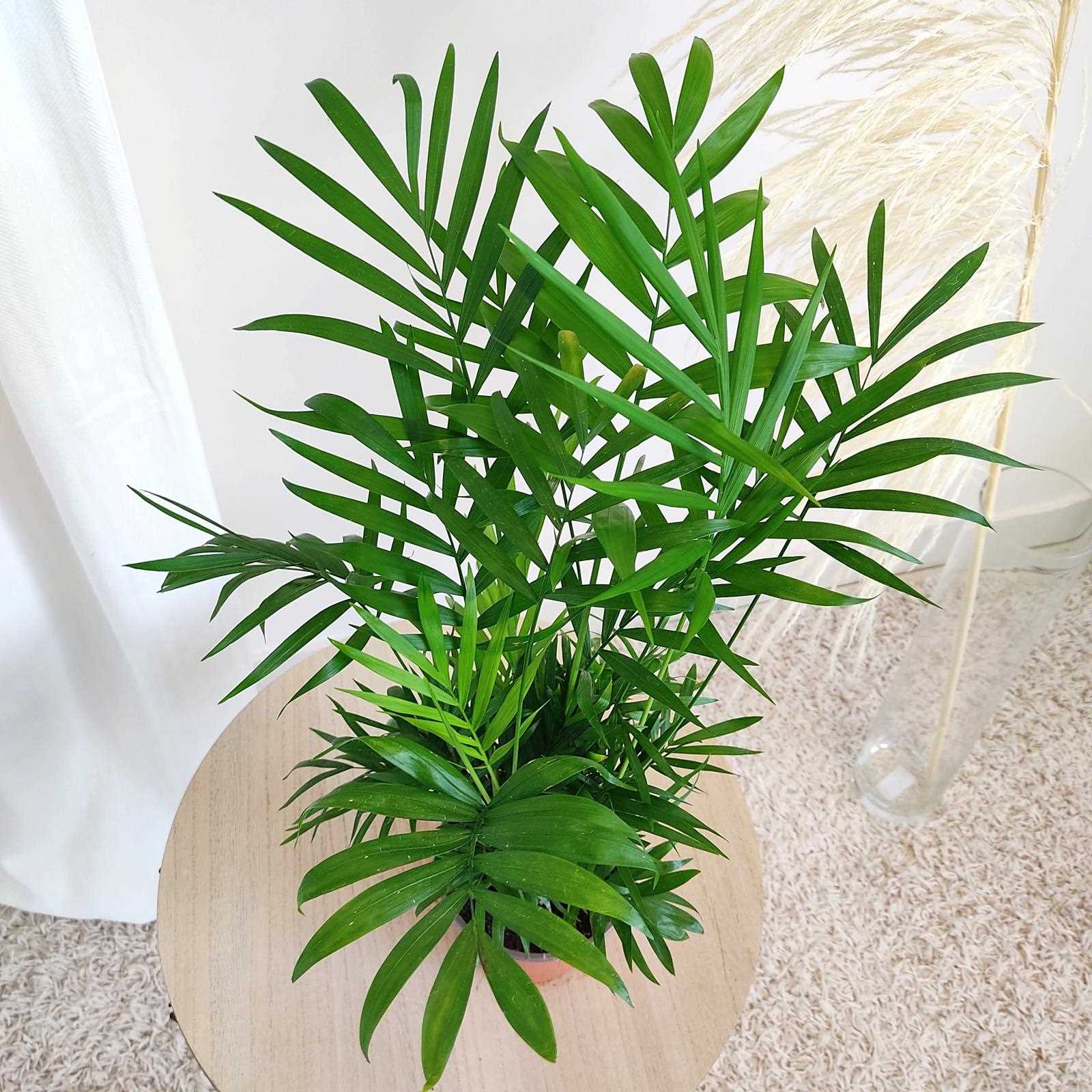 Palma Chamedora wytworna (Chamaedorea elegans) 50cm - sklep KwiatyDonice.pl