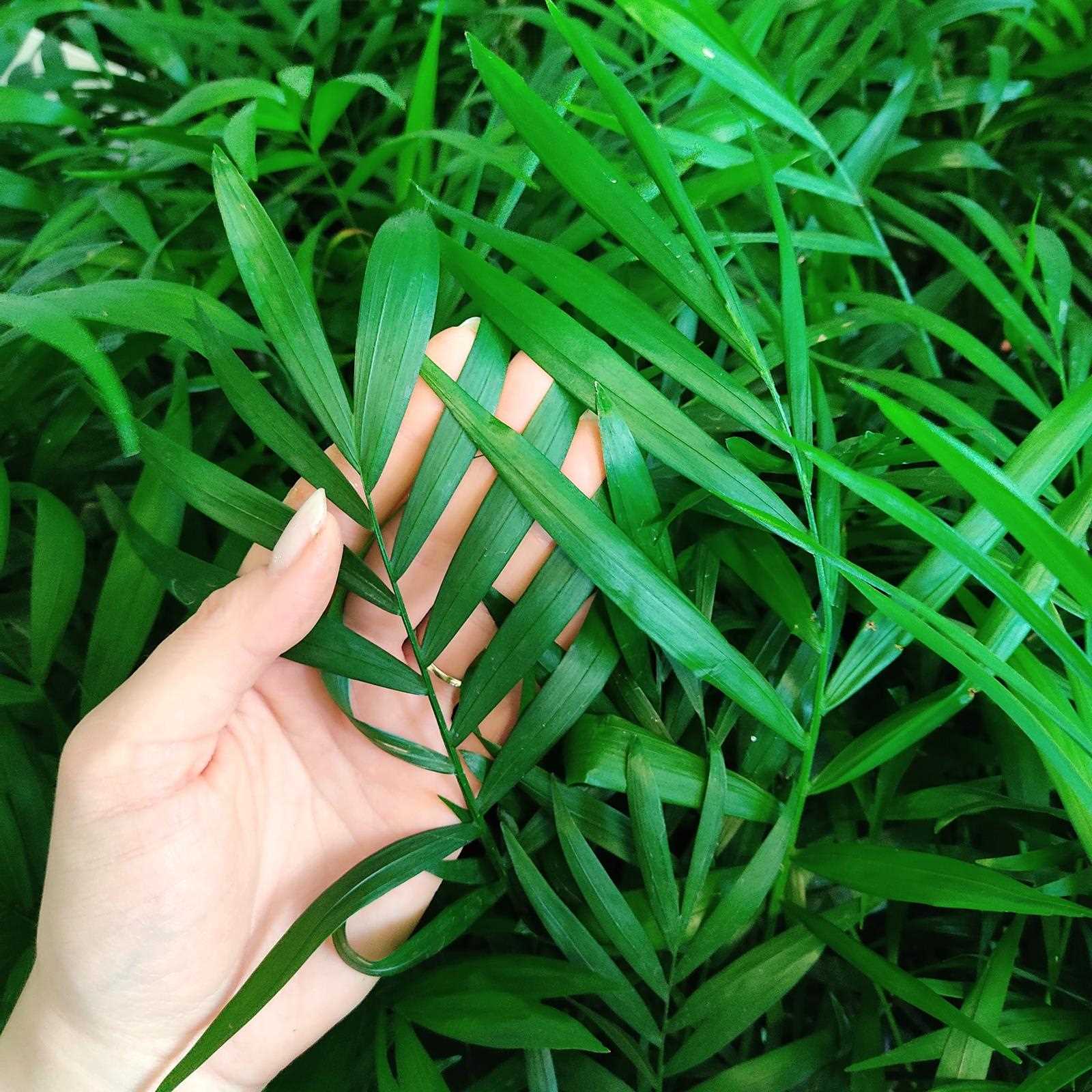 Palma Chamedora wytworna (Chamaedorea elegans) 50cm - sklep KwiatyDonice.pl