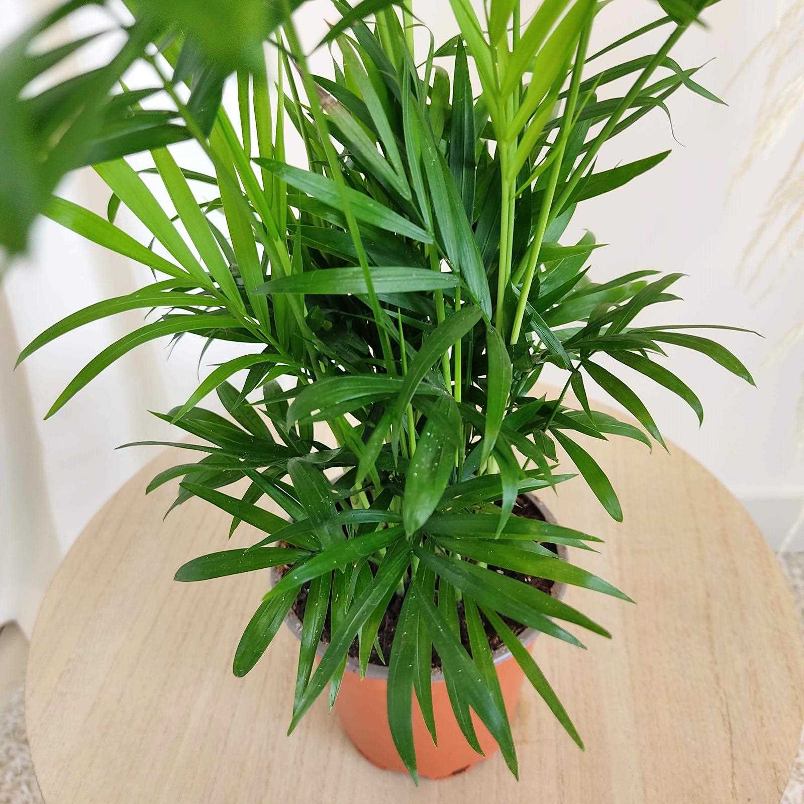 Palma Chamedora wytworna (Chamaedorea elegans) 50cm - sklep KwiatyDonice.pl