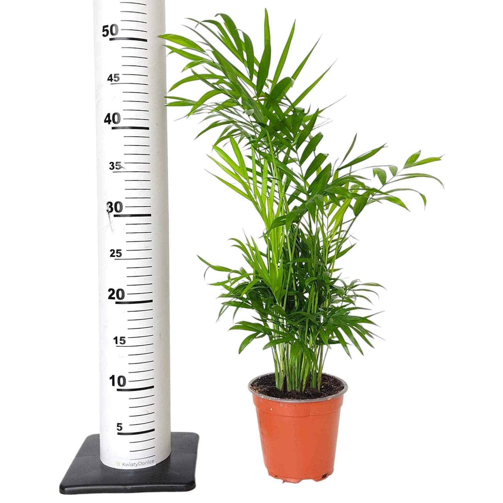 Palma Chamedora wytworna (Chamaedorea elegans) 50cm - sklep KwiatyDonice.pl