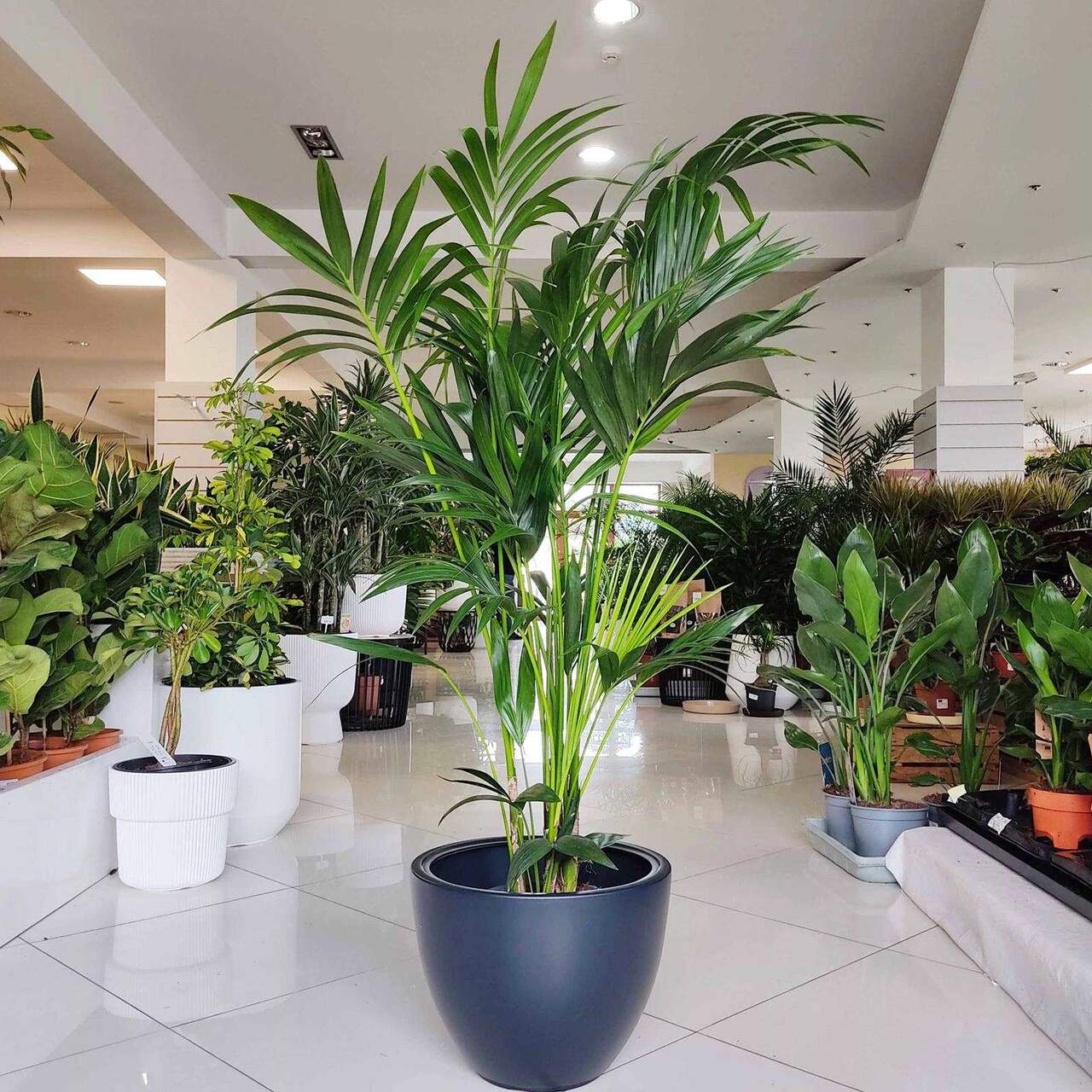 Palma Kentia (Kencja, Howea) 150cm - sklep KwiatyDonice.pl