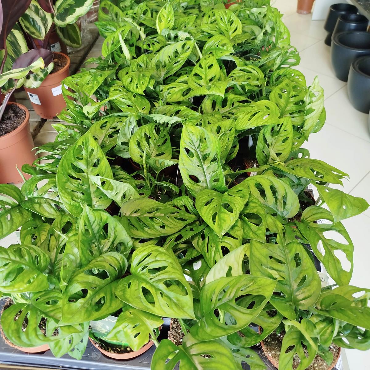 Monstera monkey mask (obliqua Leichtlinii) 25cm - sklep KwiatyDonice.pl