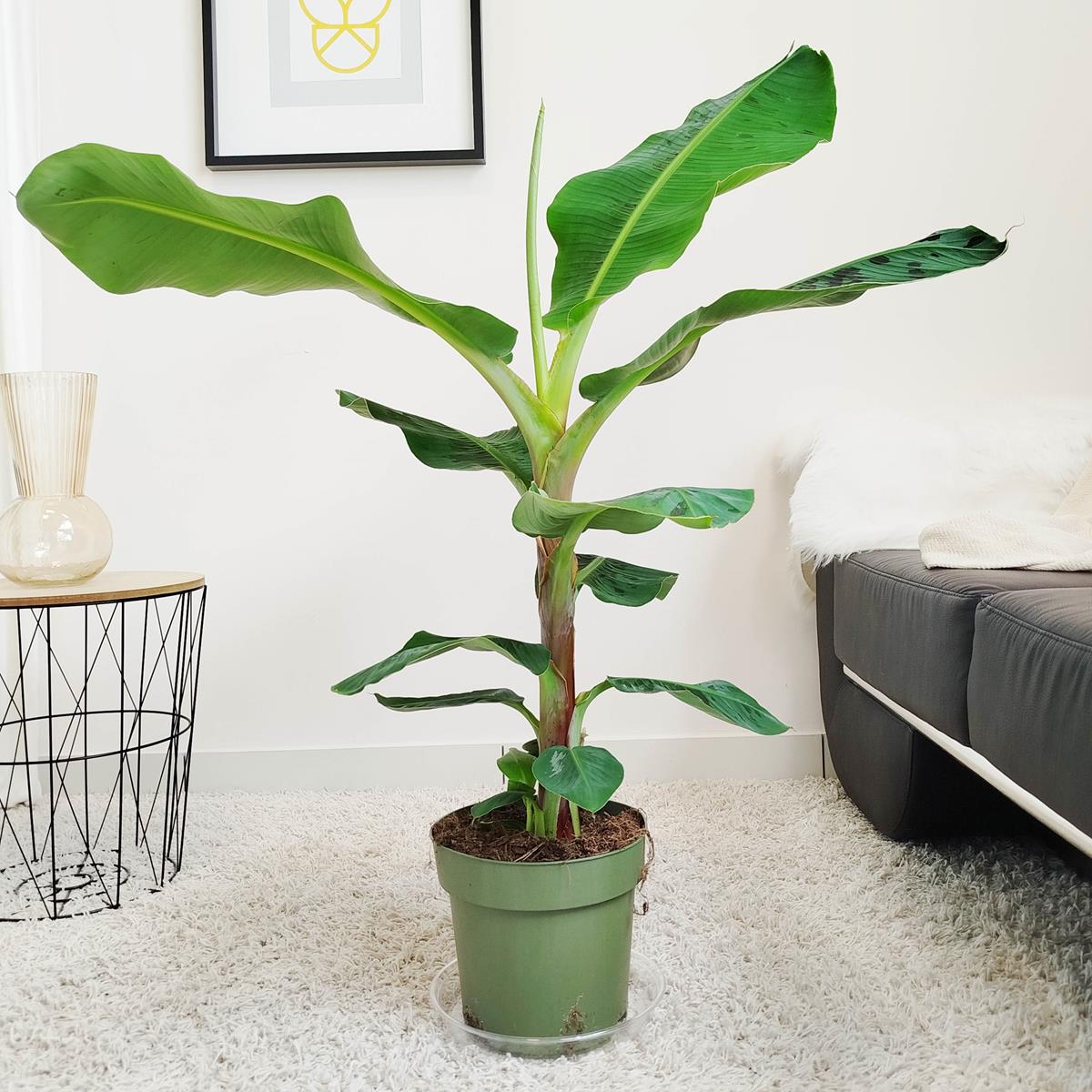 Bananowiec karłowy (Musa 'Oriental Dwarf') 110cm - sklep KwiatyDonice.pl