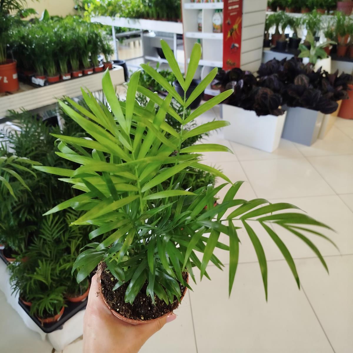 Palma Chamedora wytworna (Chamaedorea elegans) 35cm - sklep KwiatyDonice.pl